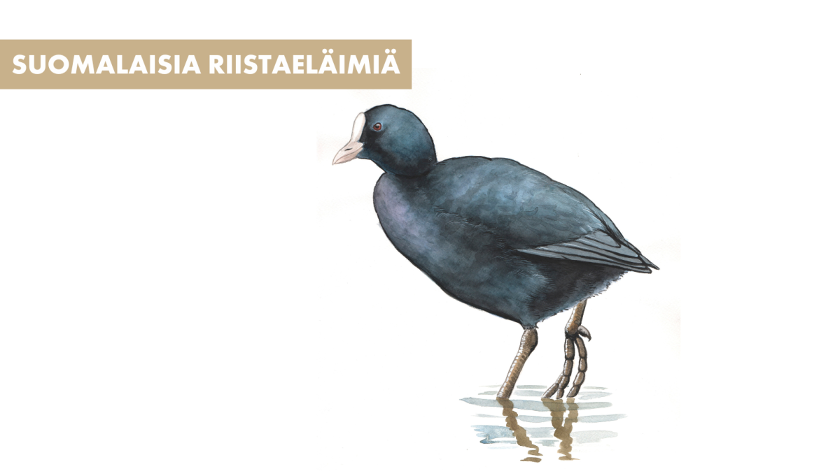 Suomalaisia riistaeläimiä: Nokikana